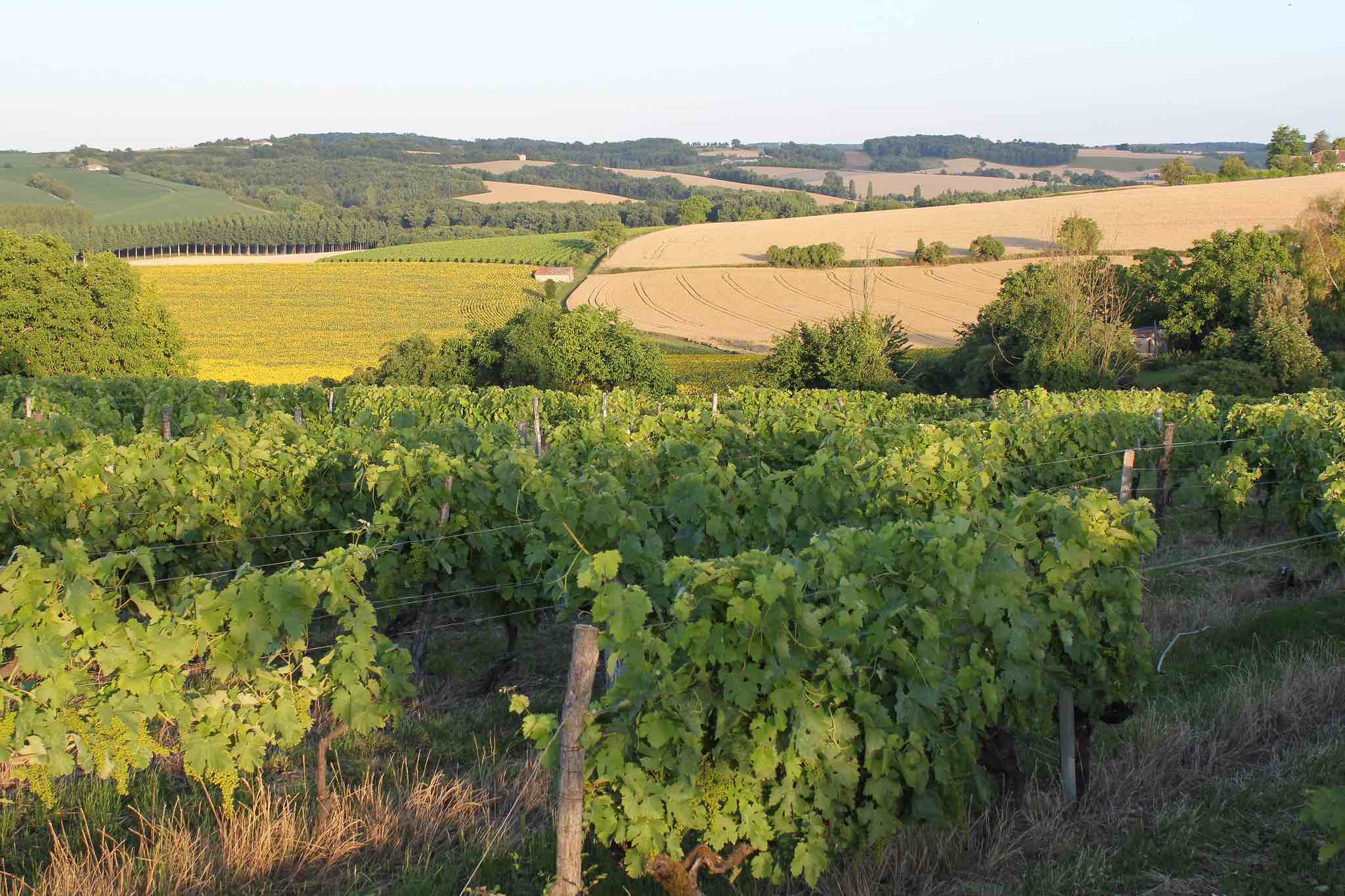 Cognac Wine Region Guide | WineTourism.com