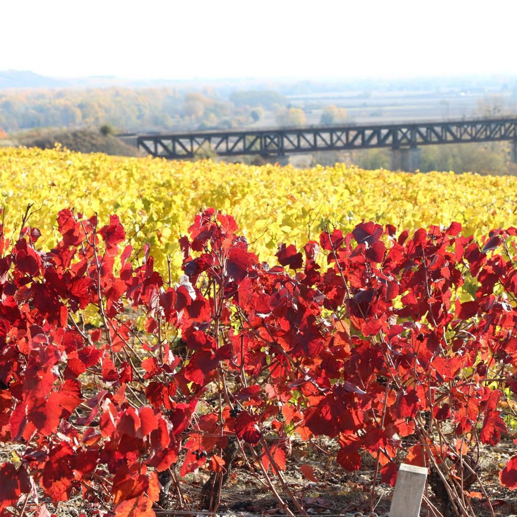 Vincent Grall Vigneron - Winery in Loire Valley | Winetourism.com