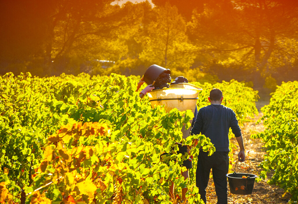 Your 2023 guide to Languedoc-Roussillon wine region | Winetourism.com