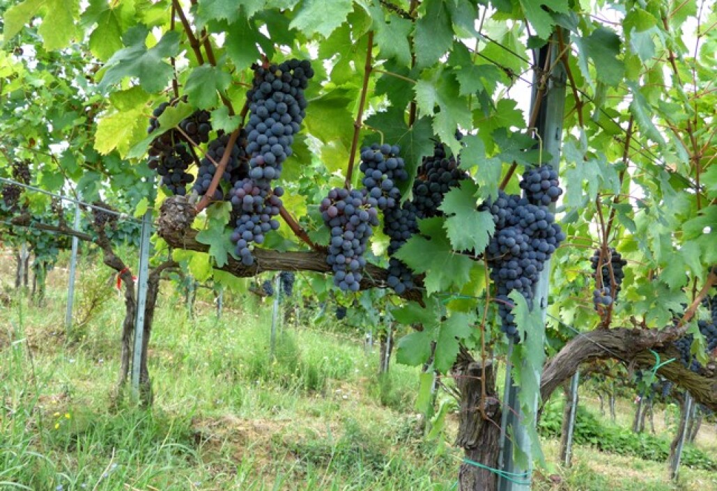 Chianti Wine Region - Plan Your 2023 Wine Tour | WineTourism.com