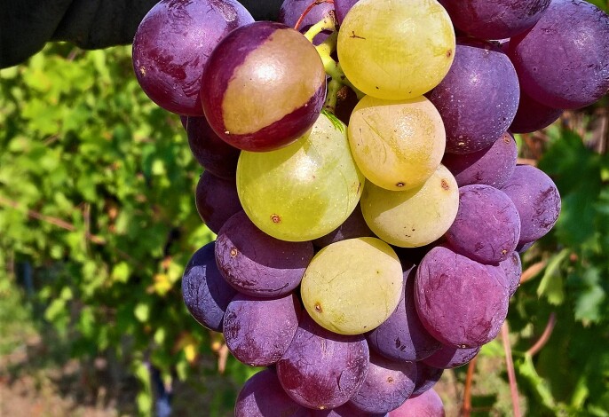 10 best wineries in Emilia - Romagna to visit in 2022 | Winetourism.com