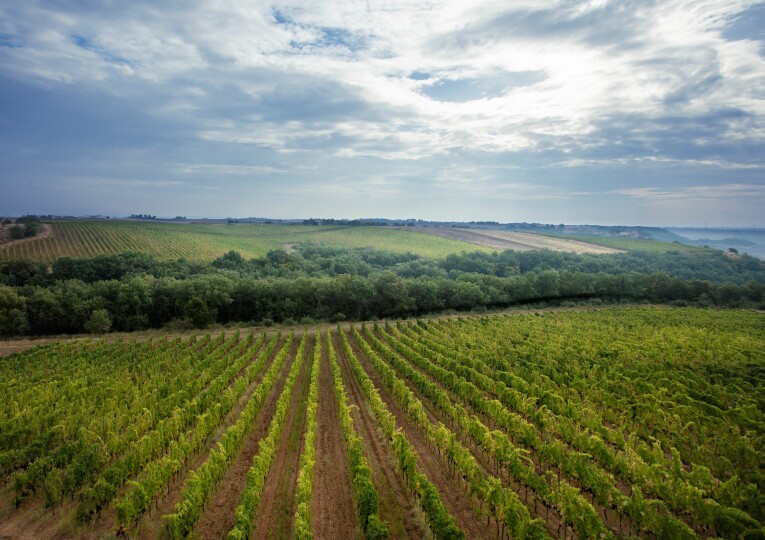 Your 2022 guide to Puglia wine region | Winetourism.com