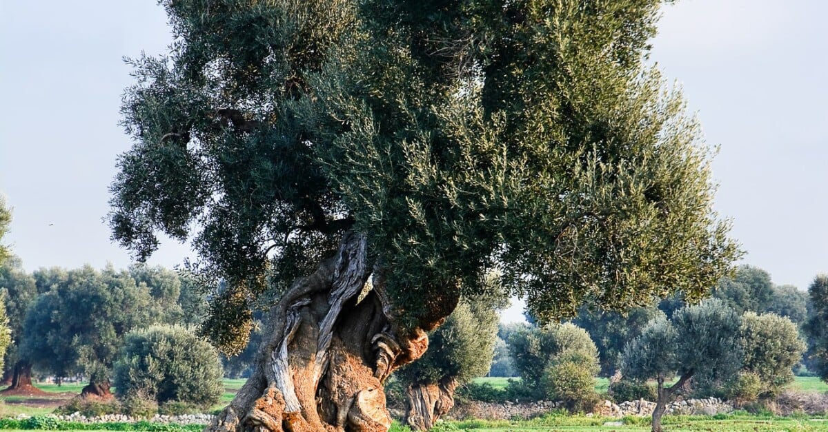 Salice Salentino Wine 2026 | Puglia's Essence | WineTourism.com