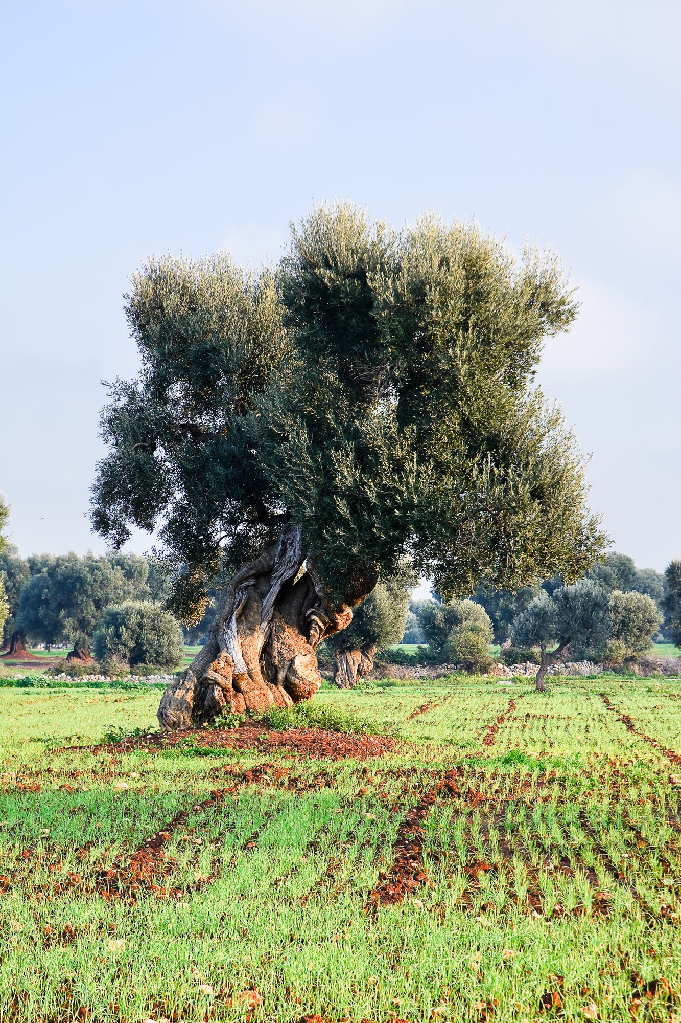 Puglia Wine Region Guide | WineTourism.com