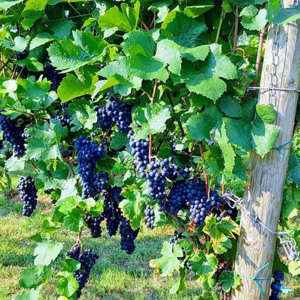 Conti Tacoli Asquini - Wine Tasting & Tour | Winetourism.com