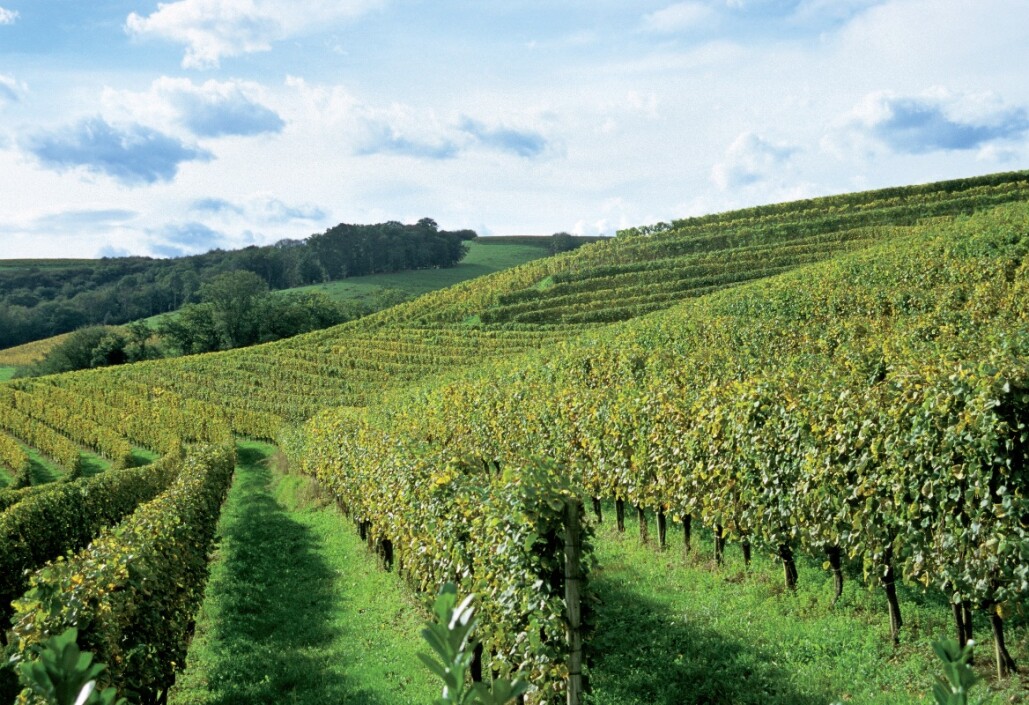 Your 2023 guide to Roero in Piedmont region | Winetourism.com