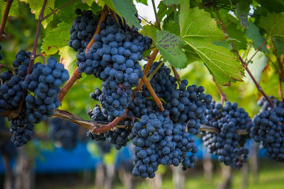 Your 2023 guide to Puglia wine region | Winetourism.com