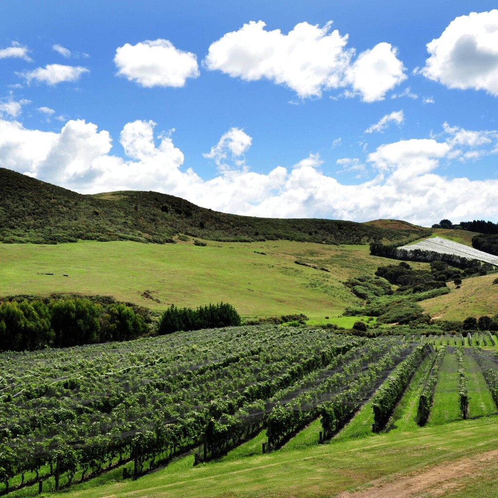 Auckland Wine Region Guide | WineTourism.com