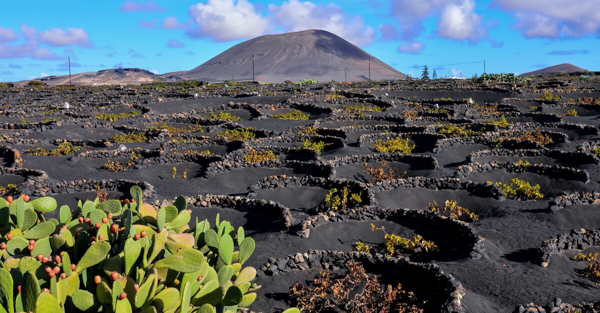 Canary Islands Wine Region Guide | WineTourism.com