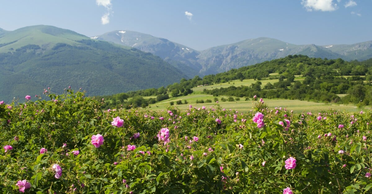 Valley of Roses Wine Region Guide | WineTourism.com