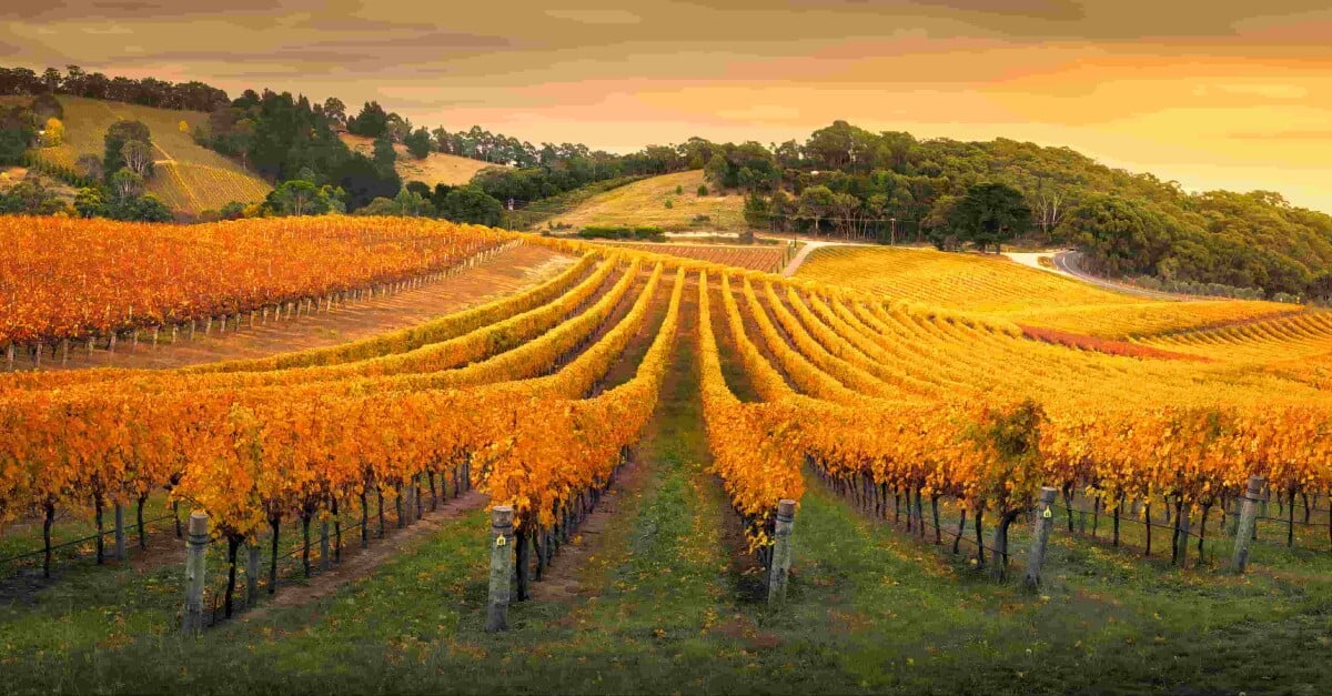 South Australia Wine Region Guide | WineTourism.com