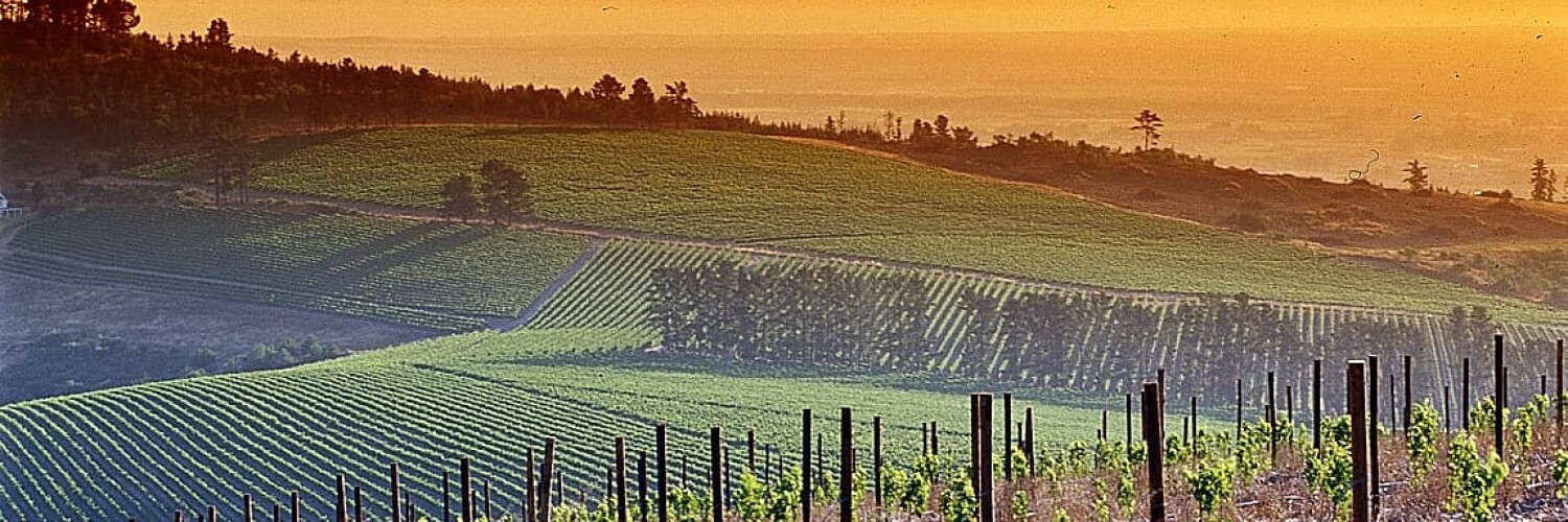 Saxenburg Estates - Wine tasting & tour | Winetourism.com