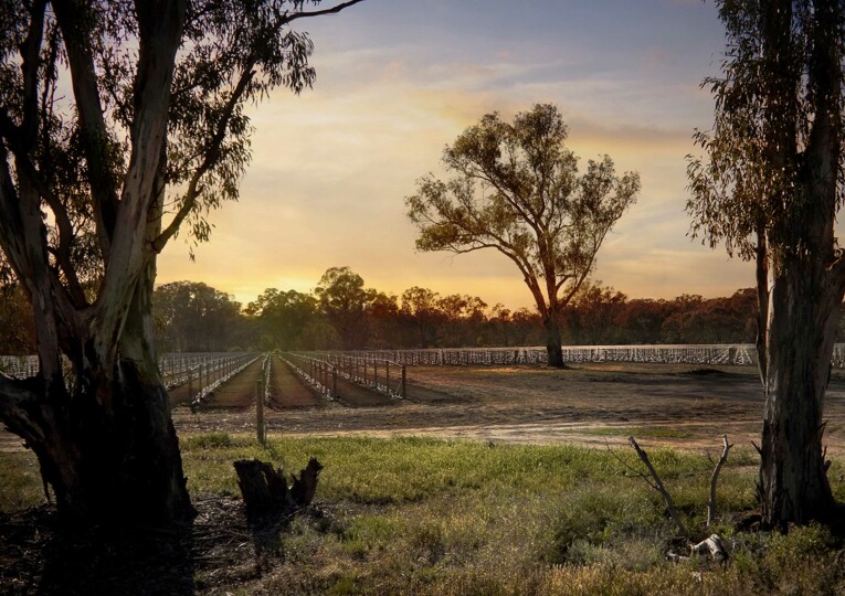 Andrew Peace Wines - Winery in Victoria | Winetourism.com