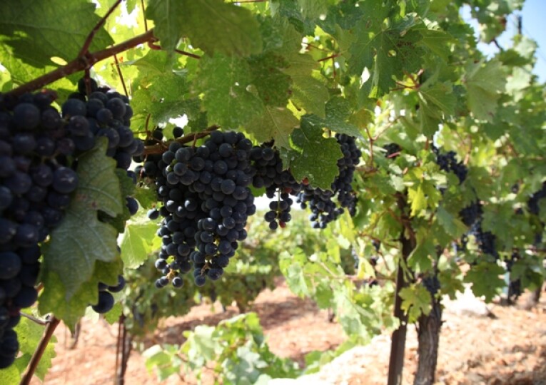 Lebanese wine regions - Country Leban | Winetourism.com