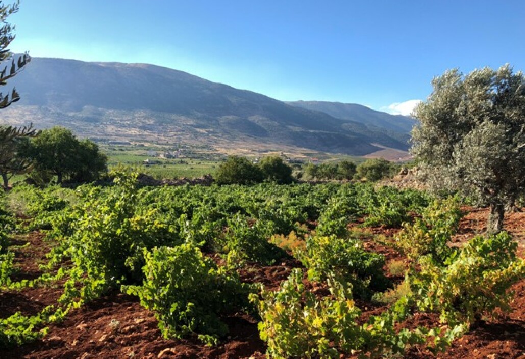 Your 2023 guide to Bekaa Valley wine region | Winetourism.com