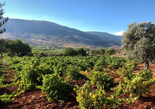 Bekaa Valley Wine Region, Lebanon | Winetourism.com