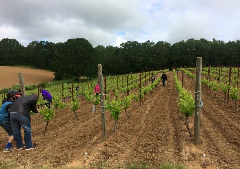 Willamette Valley - Wine Region in Oregon, United States | Winetourism.com
