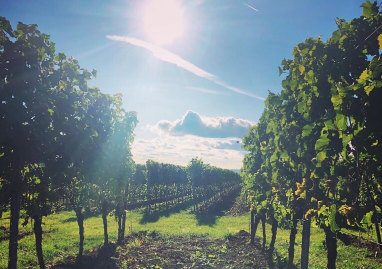 10 best wineries in Rheinhessen to visit in 2022 | Winetourism.com