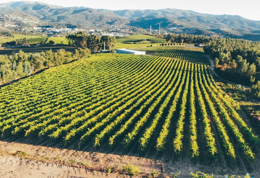 Your 2023 guide to Vinho Verde wine region | Winetourism.com