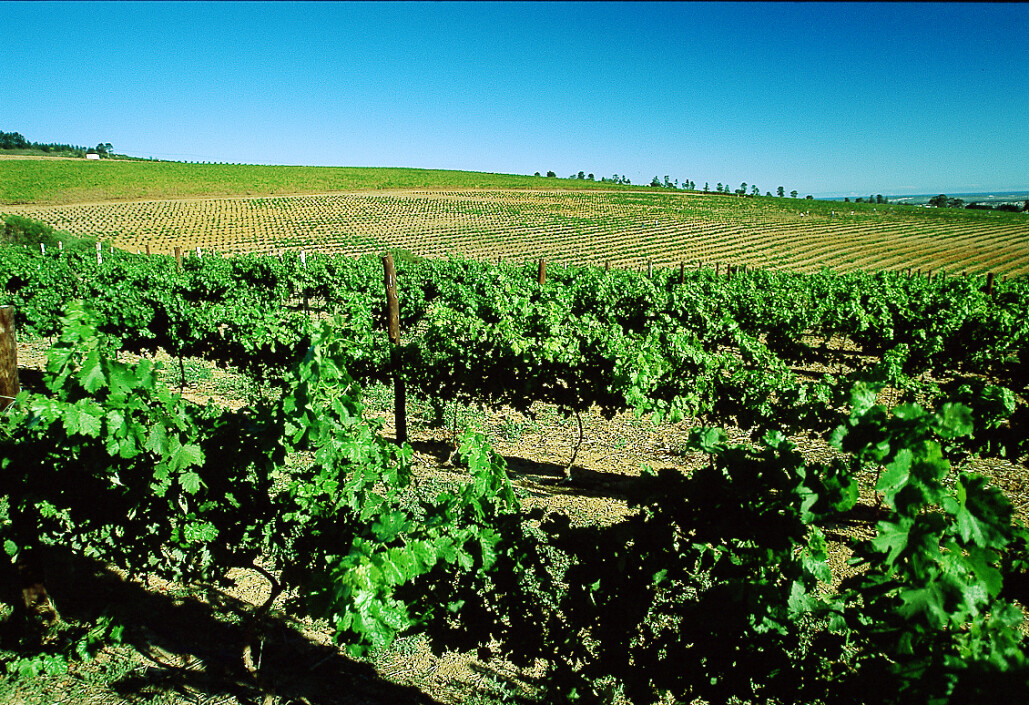 Saxenburg Estates - Winery in Stellenbosch | Winetourism.com