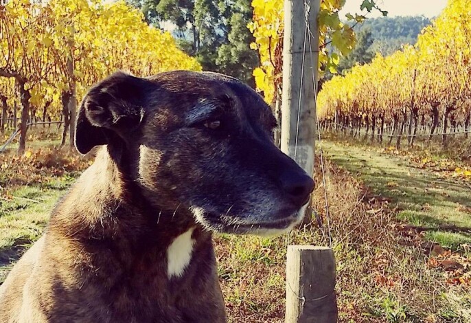 10 best wineries to visit near Launceston | Winetourism.com