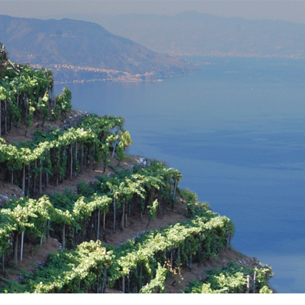 Casa Vinicola Criserà - Winery in Calabria | Winetourism.com