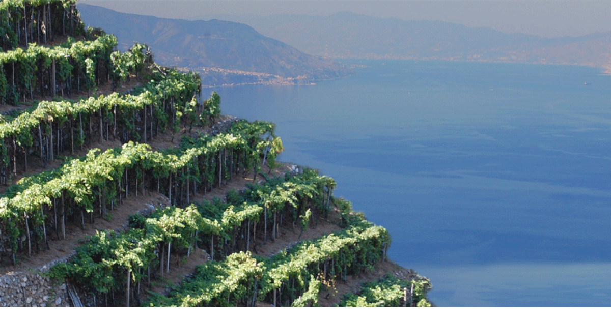 Casa Vinicola Criserà - Winery in Calabria | Winetourism.com