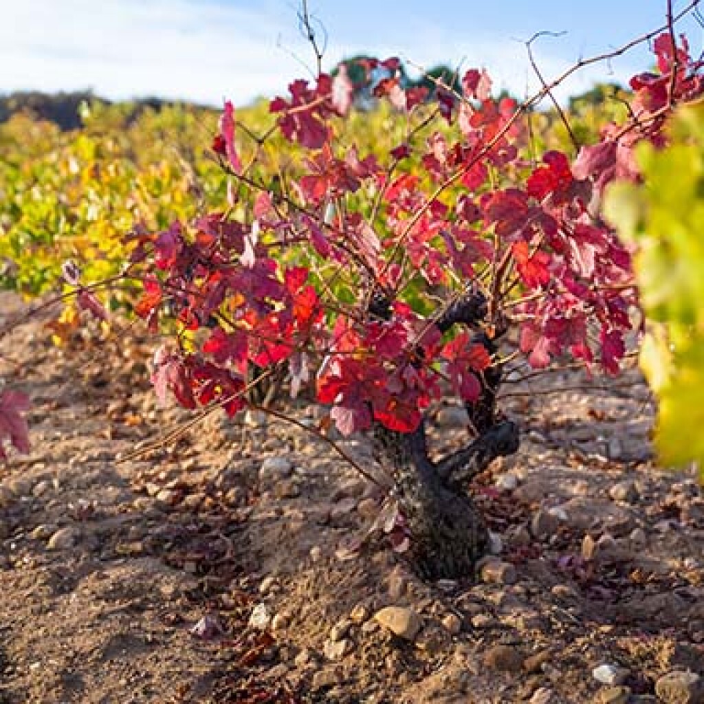 Bodegas Y Viñedos Gancedo - Winery in Spain | Winetourism.com
