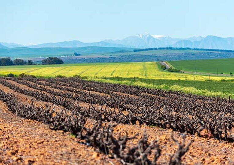 10 best wineries in Darling to visit in 2022 | Winetourism.com