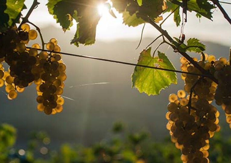 Primorska Wine Region, Slovenia | Winetourism.com