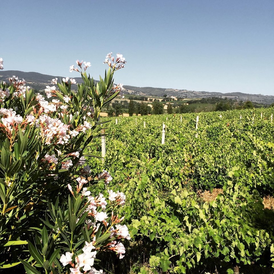 Benincasa - Wine Tasting & Tour | Winetourism.com