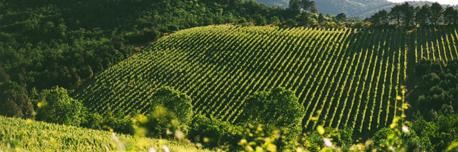Petrolo - Winery in Tuscany | Winetourism.com