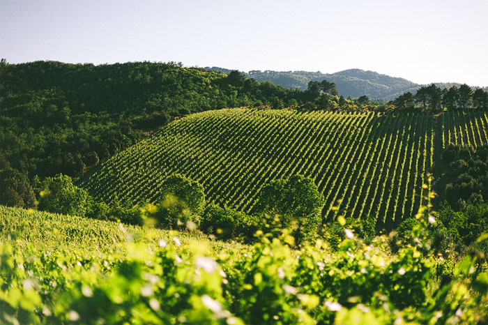Petrolo - Wine Tasting & Tour | Winetourism.com