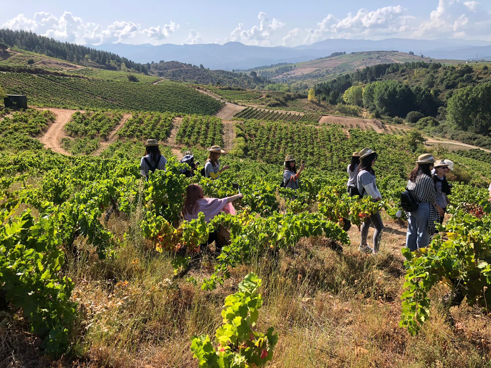 Bodegas Estefania - Wine Tasting & Tour | Winetourism.com