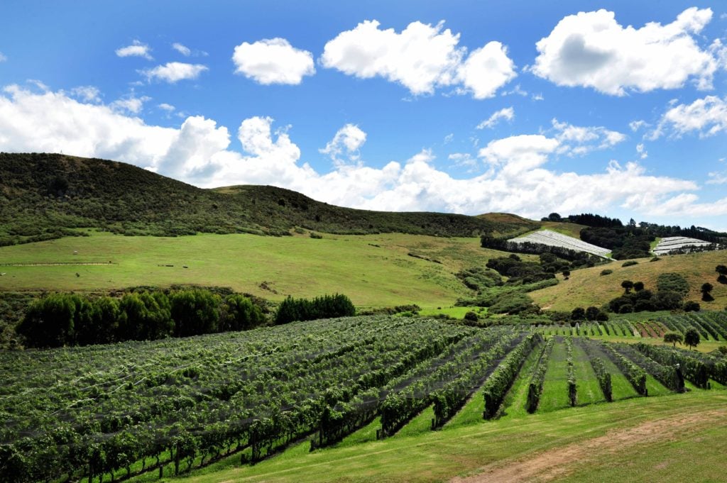 Auckland Wine Region, New Zealand | Winetourism | Winetourism.com