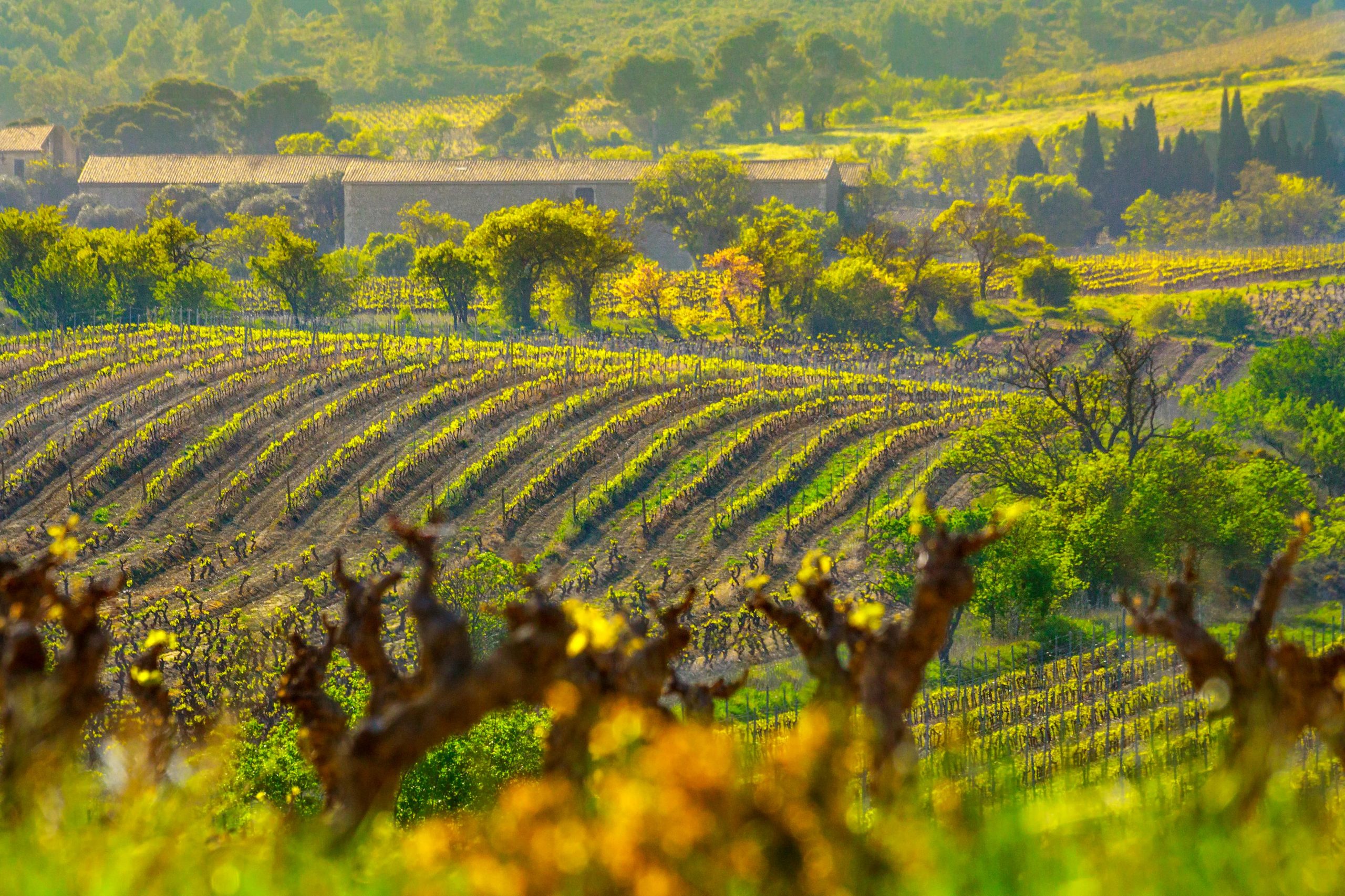 Château Ollieux Romanis - Wine Tasting & Tour | Winetourism.com