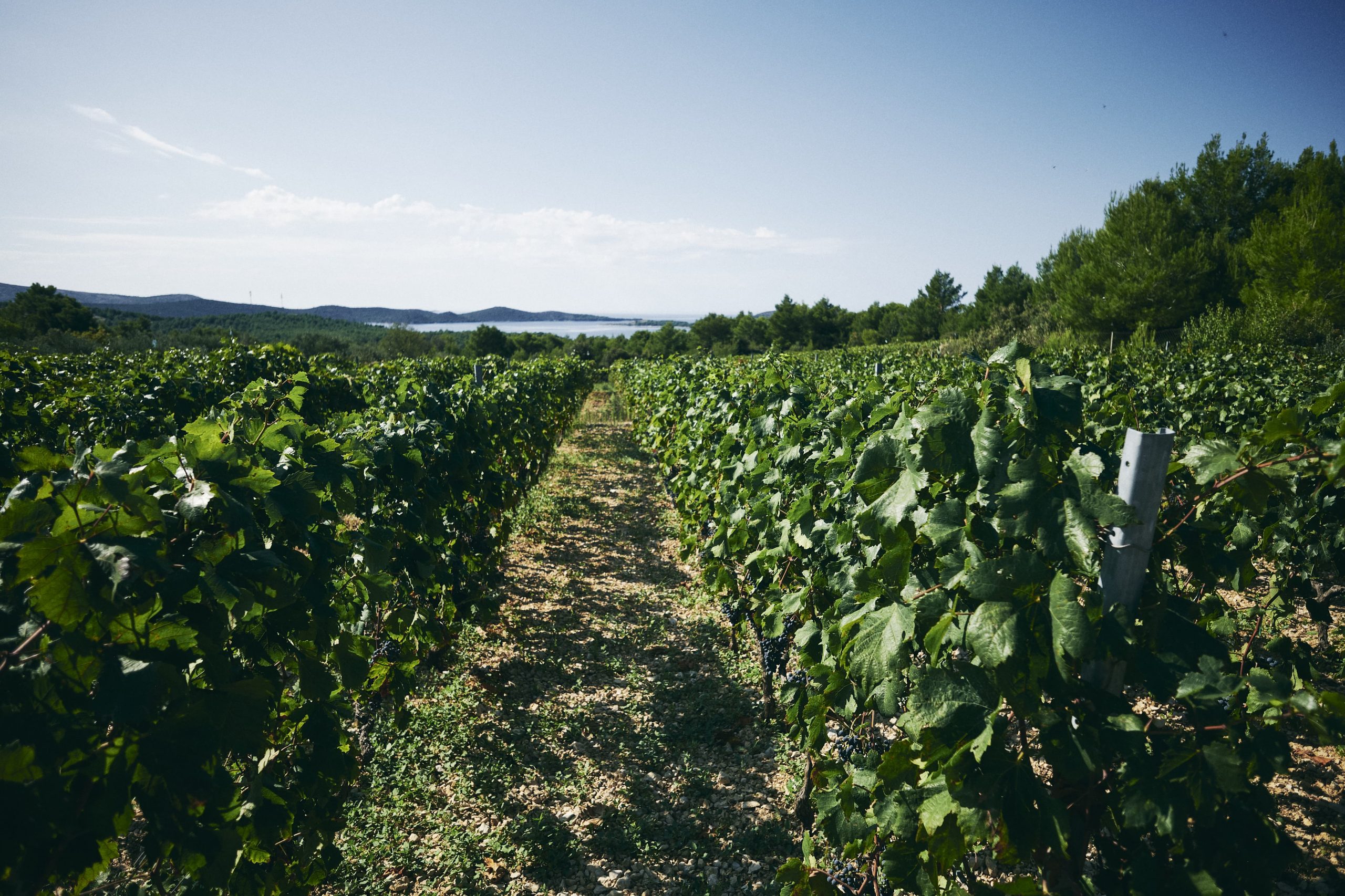 Baraka Winery - Winery in Dalmatia | Winetourism.com