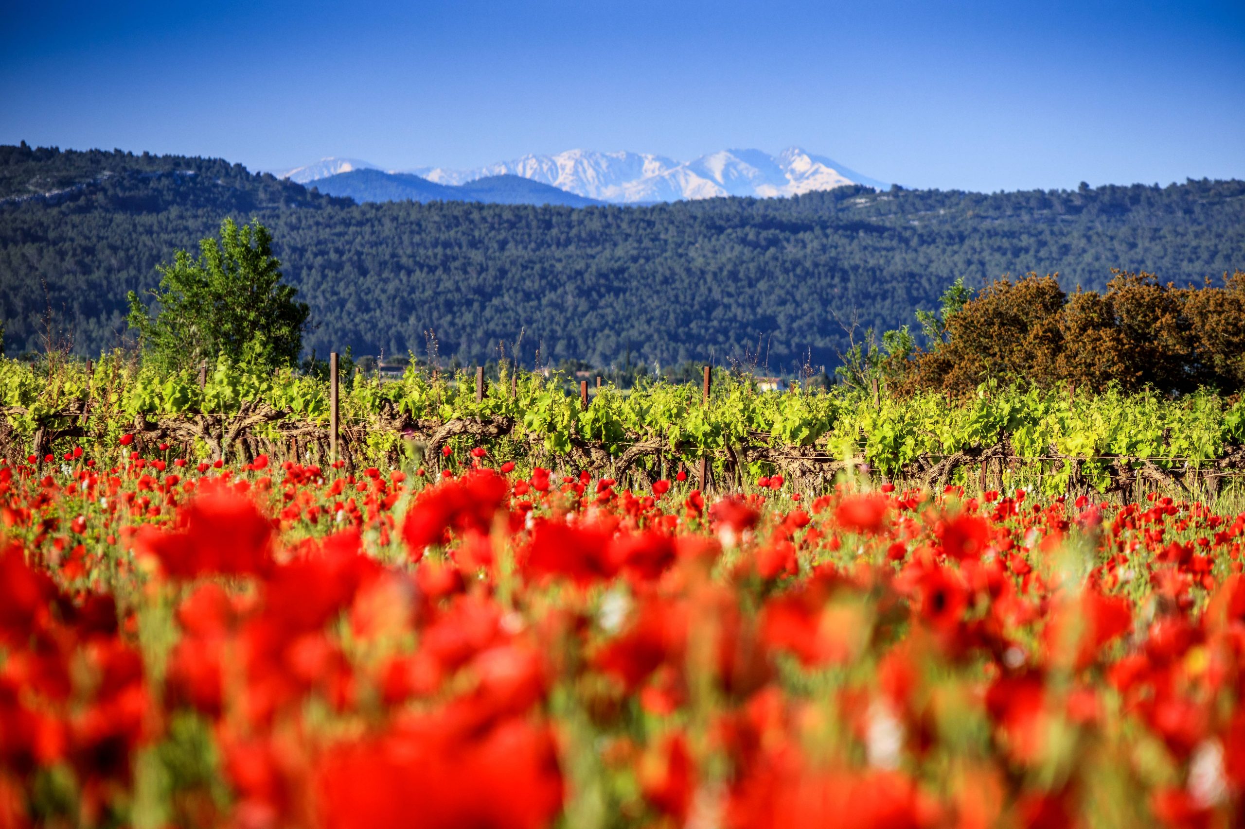 Château Ollieux Romanis - Wine Tasting & Tour | Winetourism.com