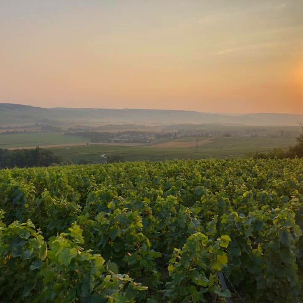 Vallée de la Marne 2026 Wine Guide | WineTourism.com
