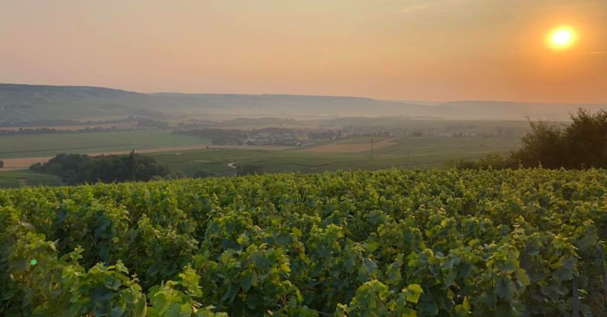 Vallée de la Marne 2026 Wine Guide | WineTourism.com