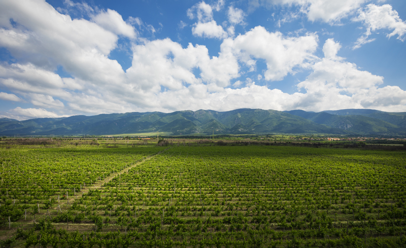 Wine Tasting & Gourmet Pairing at Chateau Copsa | Winetourism.com
