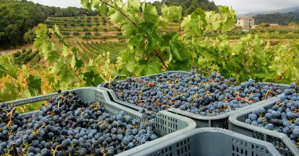 Family Winery Tour & Tasting in Priorat | Celler Crivellé | Winetourism.com