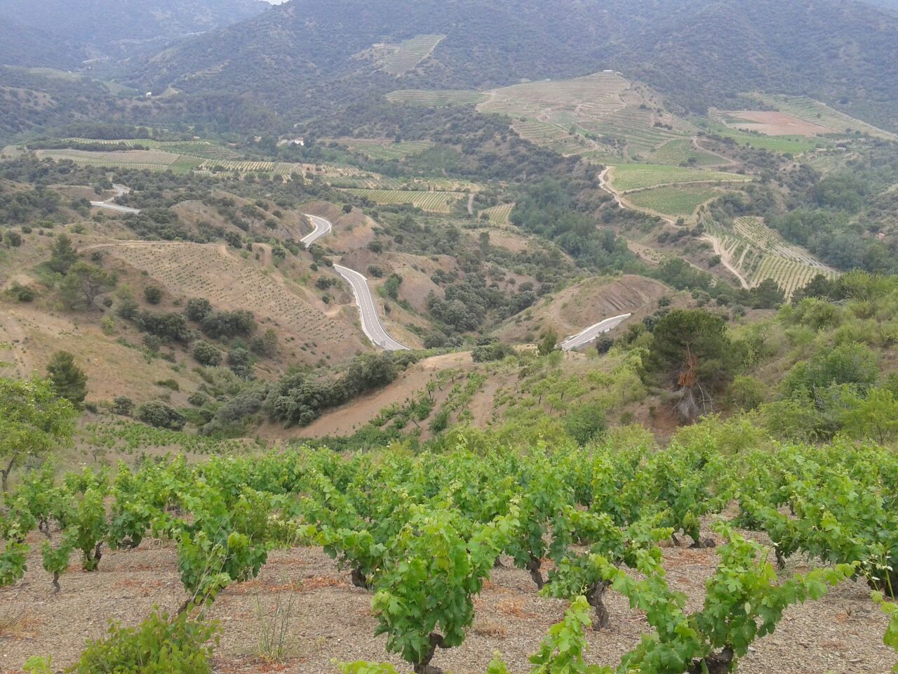 Celler Crivellé i Valls - Wine Tasting & Tour | Winetourism.com
