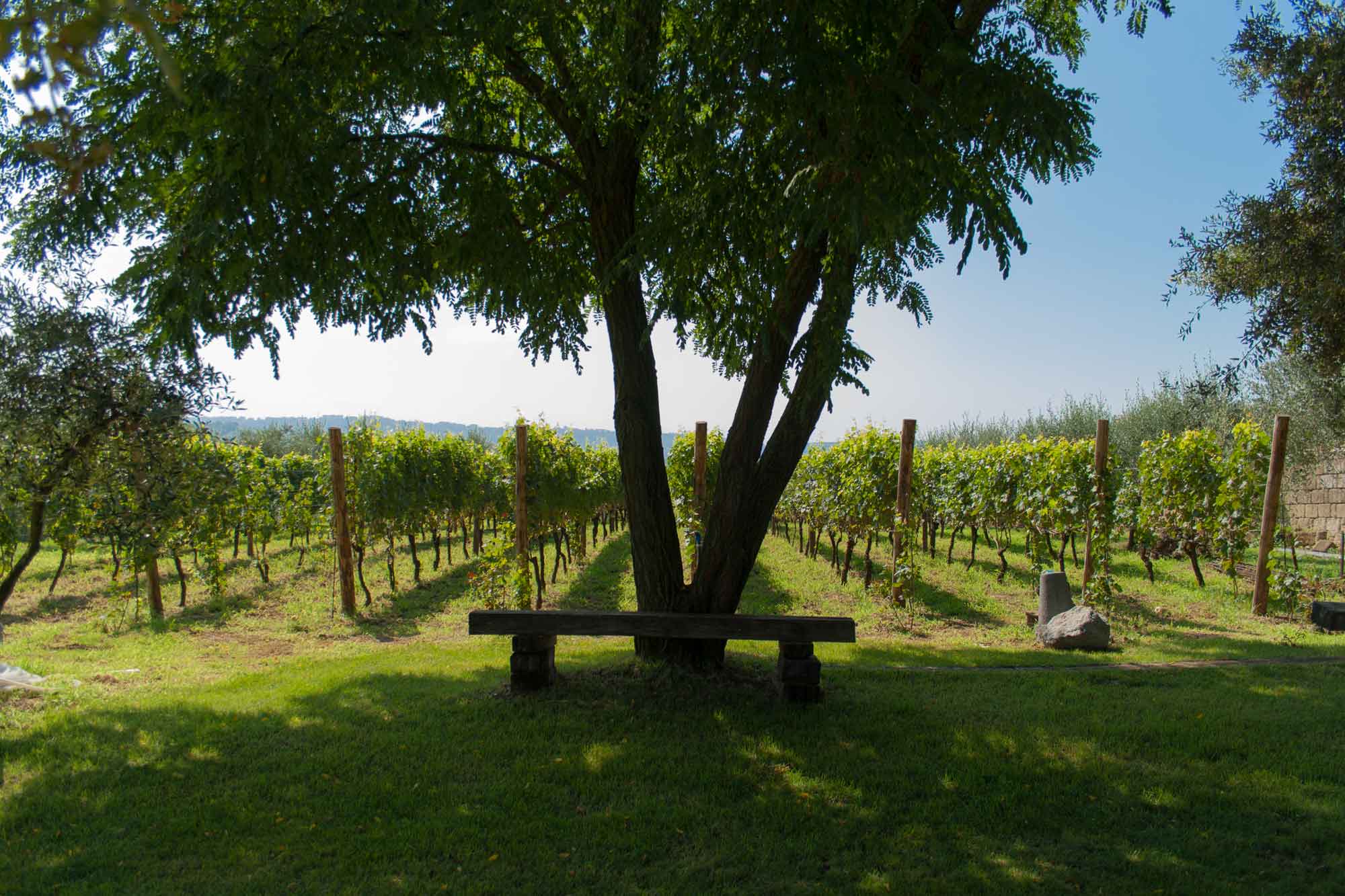 Cantine Astroni - Winery in Campania | Winetourism.com