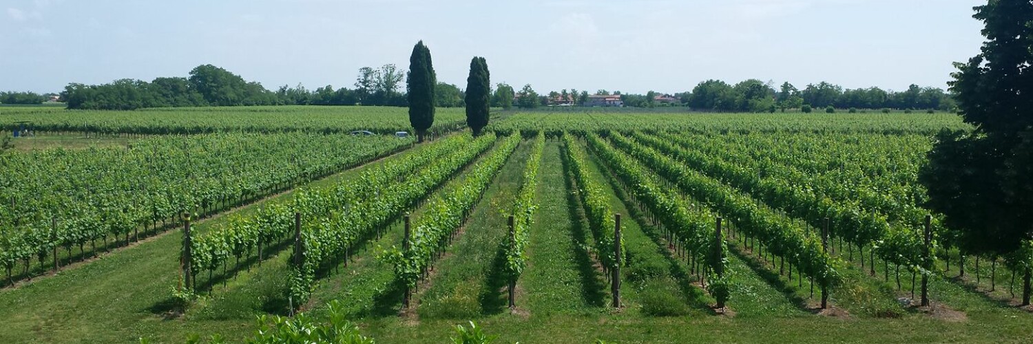 Conti Tacoli Asquini - Winery in Friuli | Winetourism.com