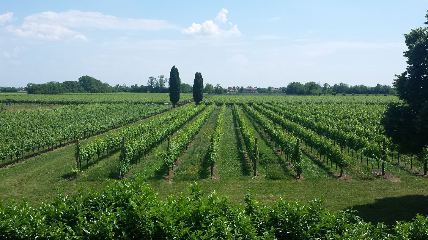 Conti Tacoli Asquini - Wine Tasting & Tour | Winetourism.com