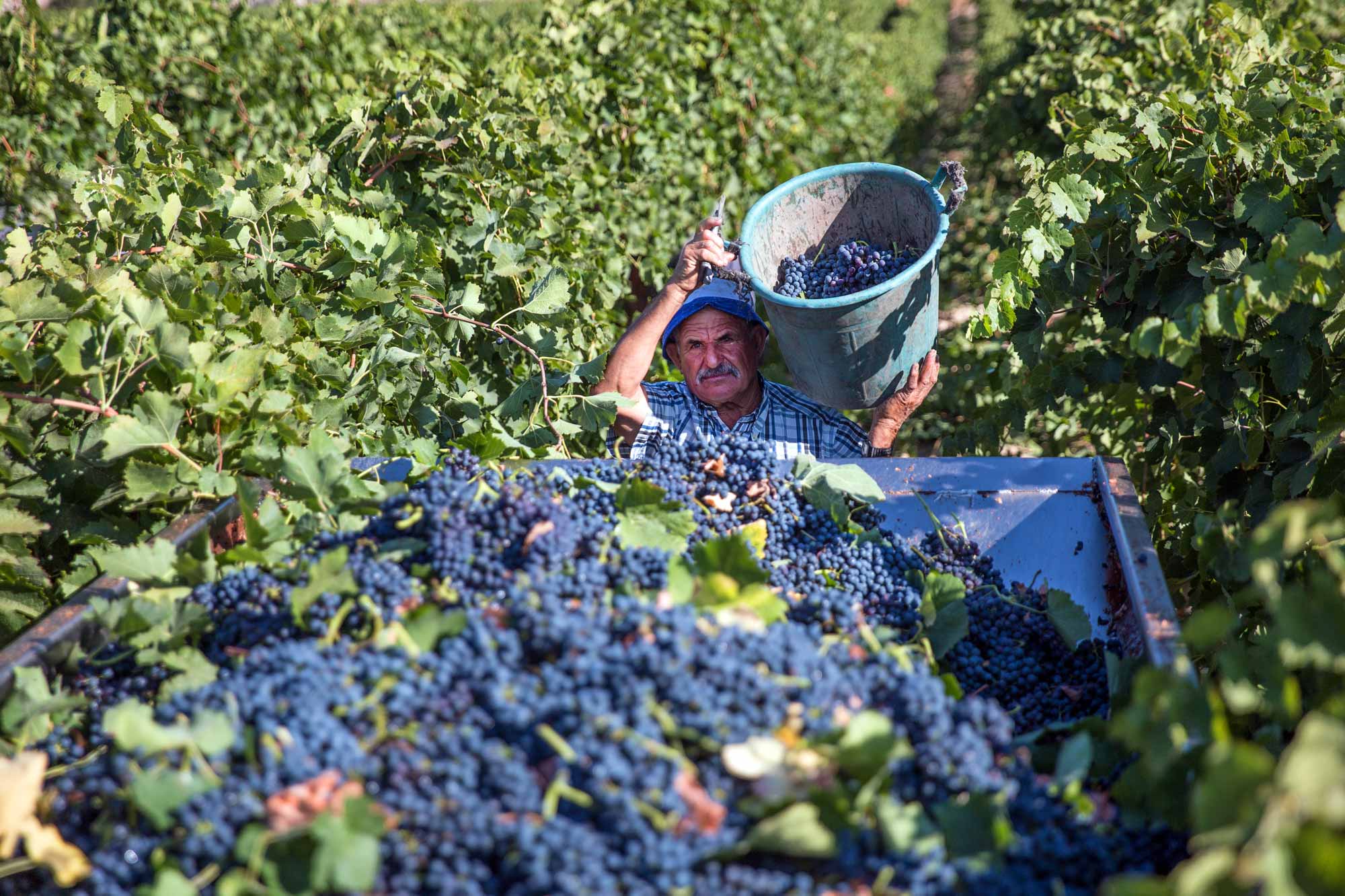 Tenute Lombardo - Winery in Sicily | Winetourism.com