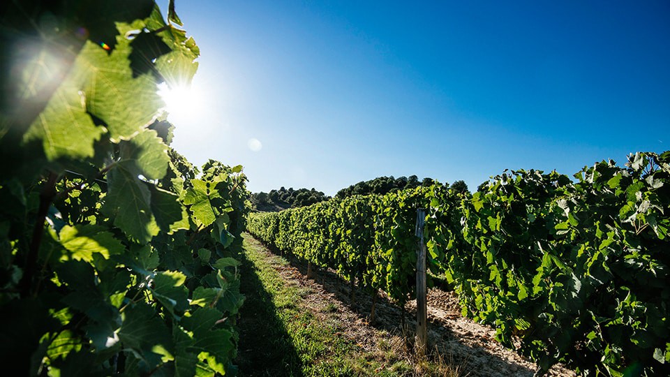 Visit and Tasting at Calmel & Joseph | Winetourism.com