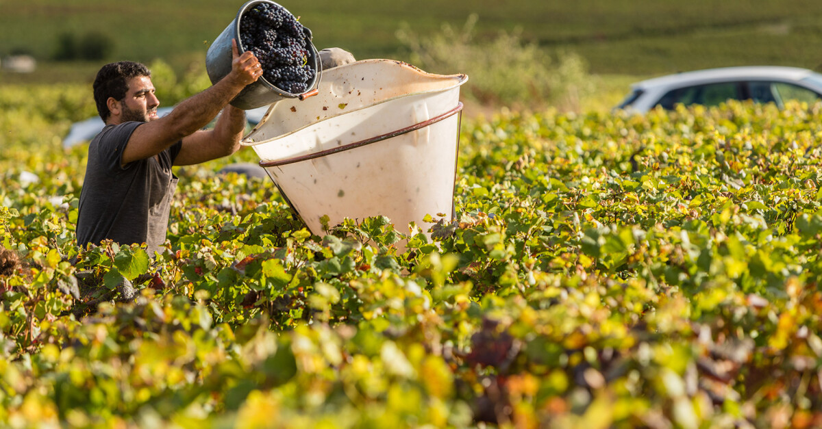 Marsannay Wine Region 2026 Guide | WineTourism.com