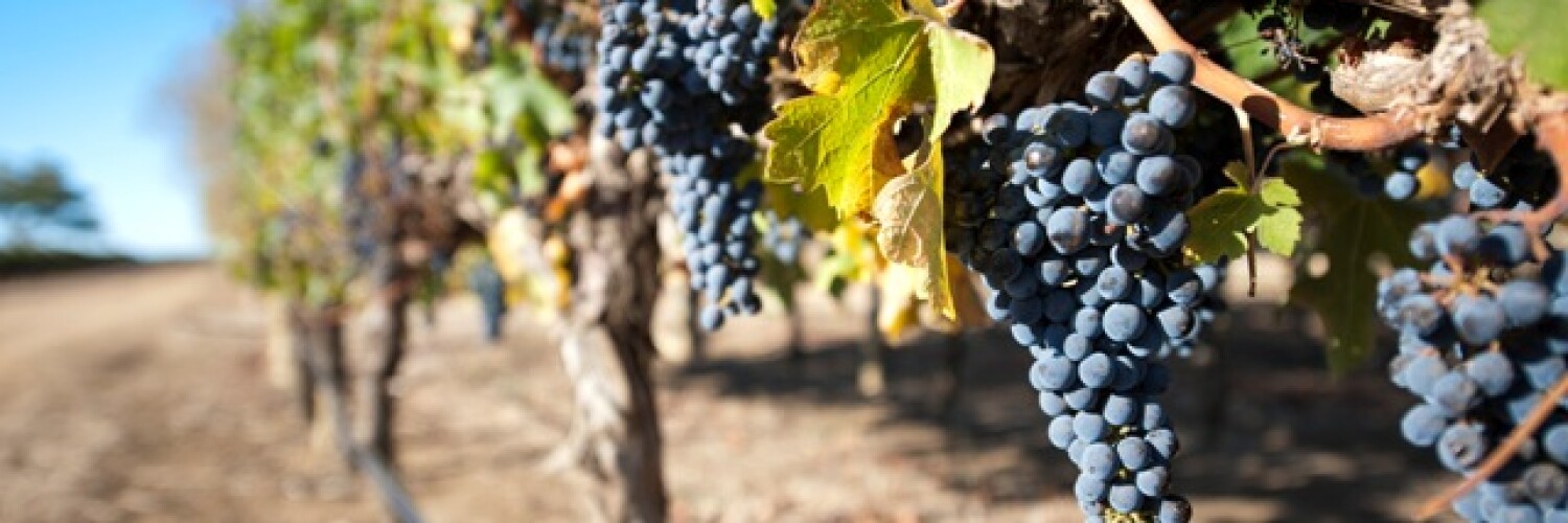 Leconfield & Richard Hamilton Wines - Winery in South Australia ...